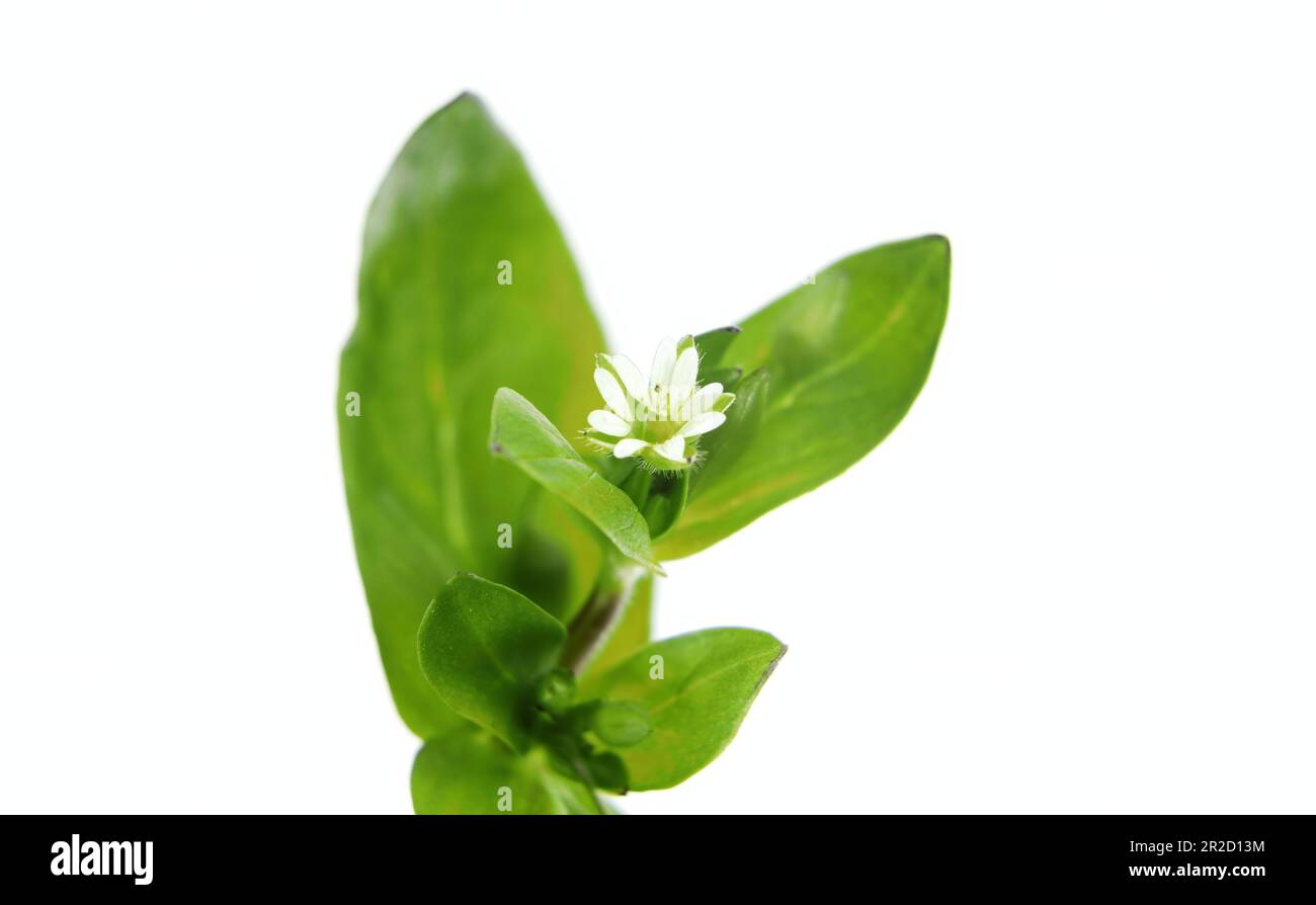 Leaves, stem and flower of the plant Stellaria media, chickweed ...