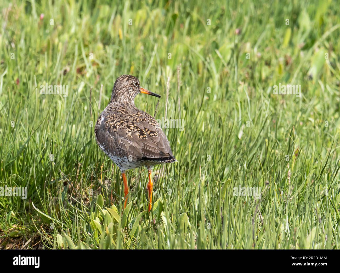 Redshank in nature reserve hi-res stock photography and images - Alamy