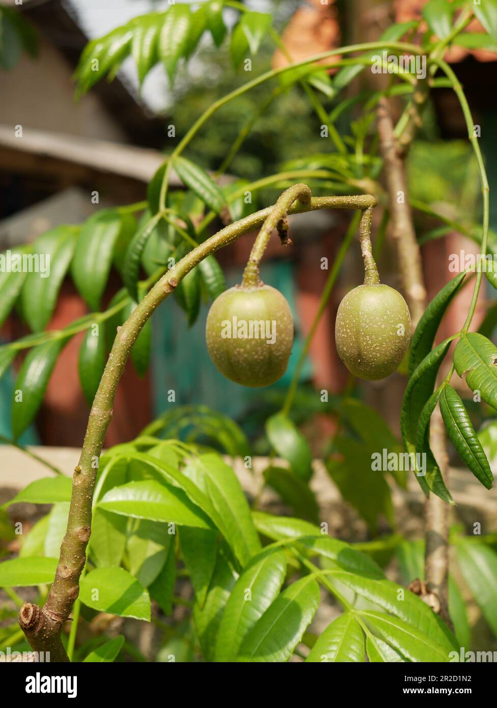 Kedondong hi-res stock photography and images - Alamy