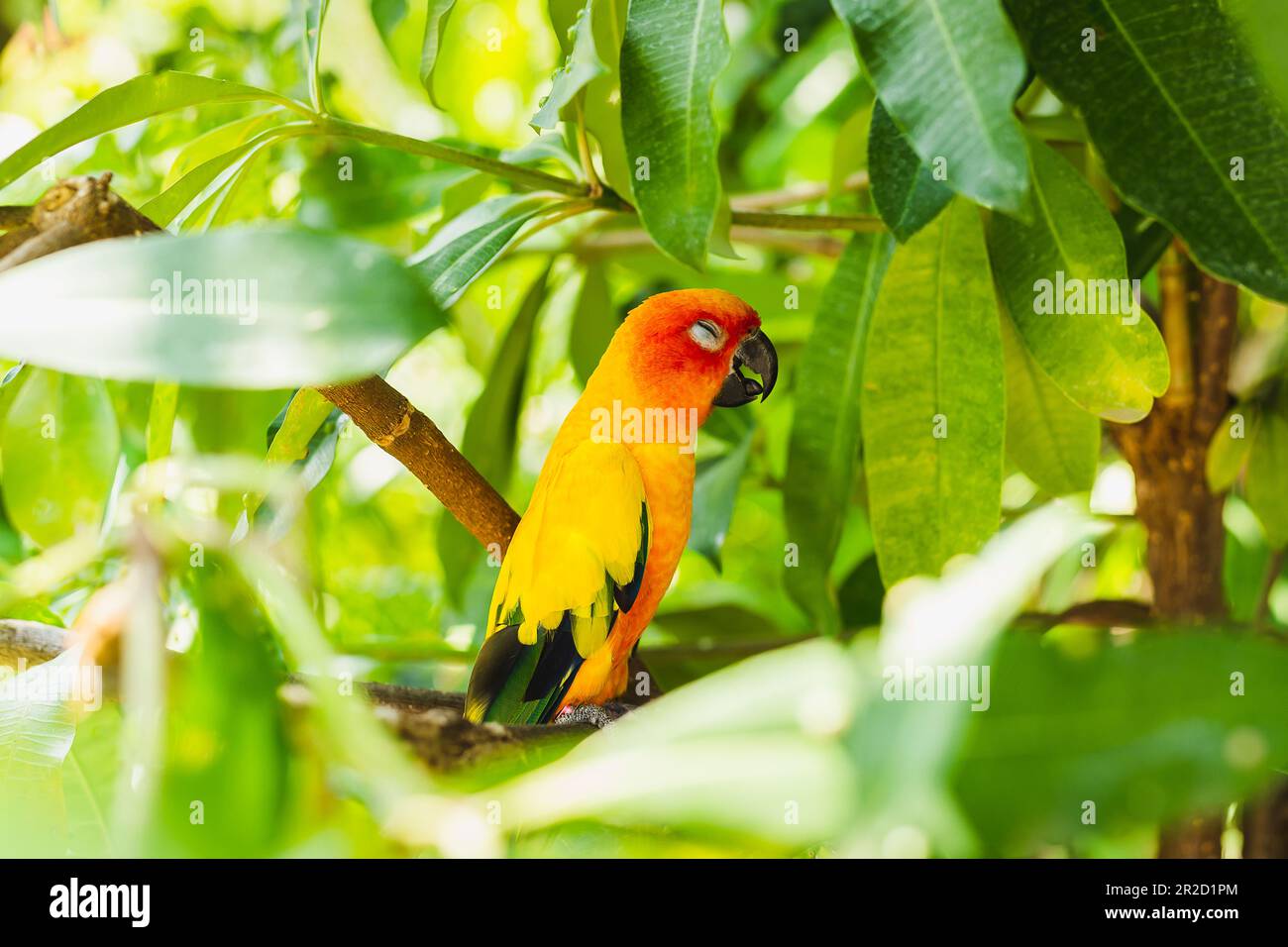 Macau forest hi-res stock photography and images - Alamy