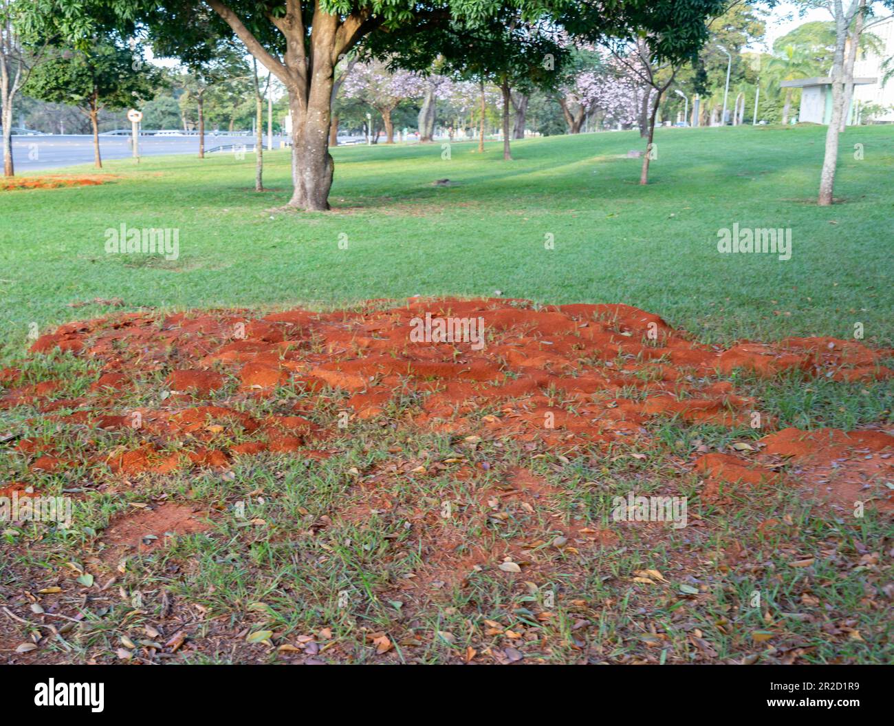 Large anthill of fire ants on the grass floor Stock Photo - Alamy