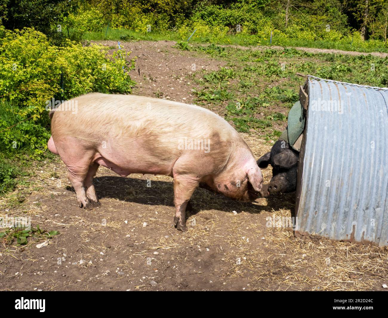 Free rnage hi-res stock photography and images - Alamy