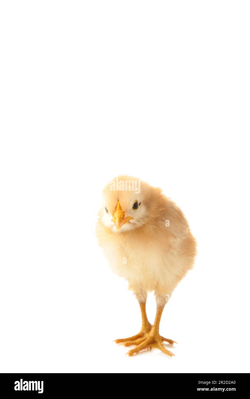 Little yellow chicken isolated on white baclground Stock Photo - Alamy