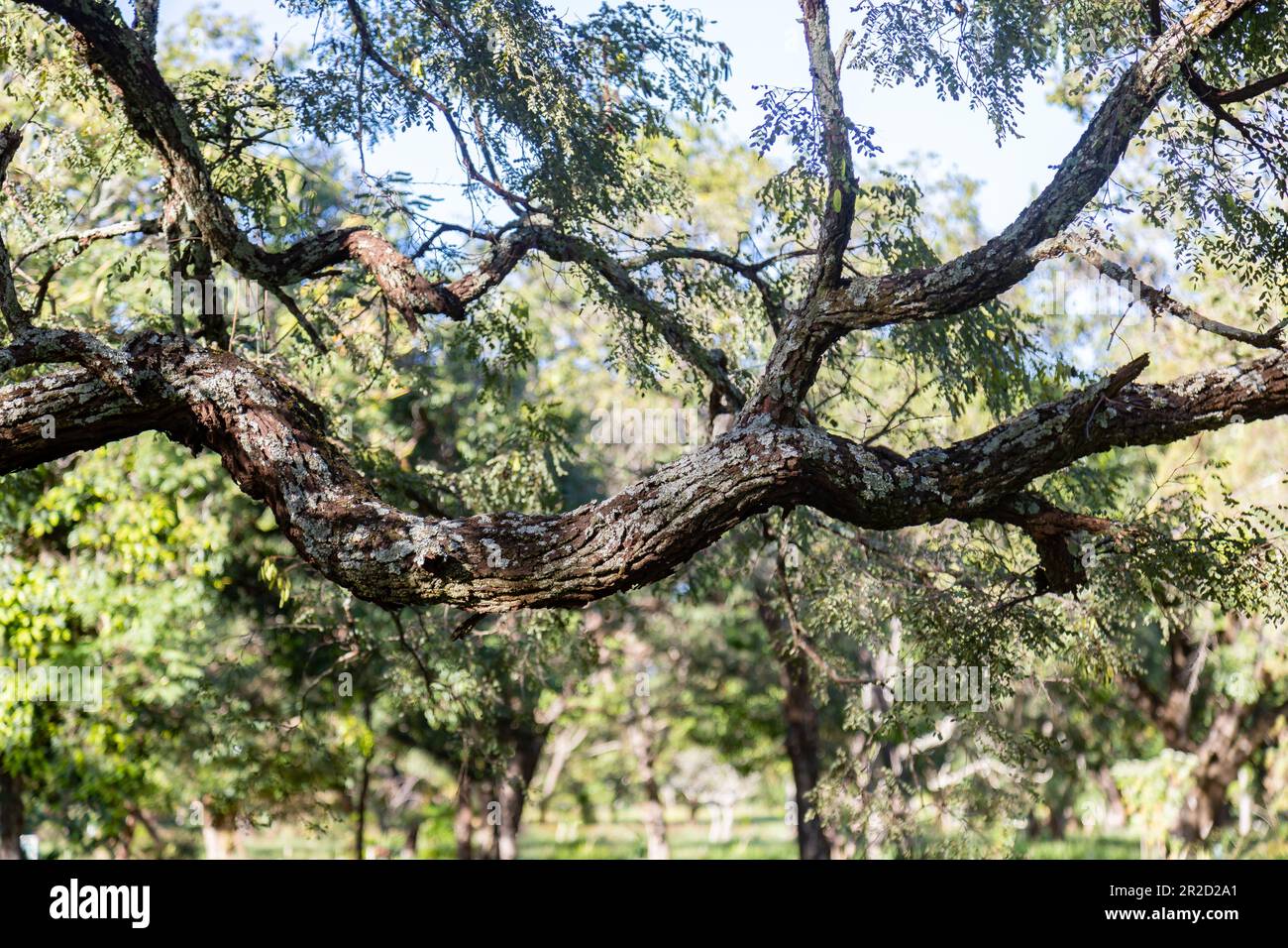 Background scenery with tree in the cerrado biome of Brazil. tree with ...