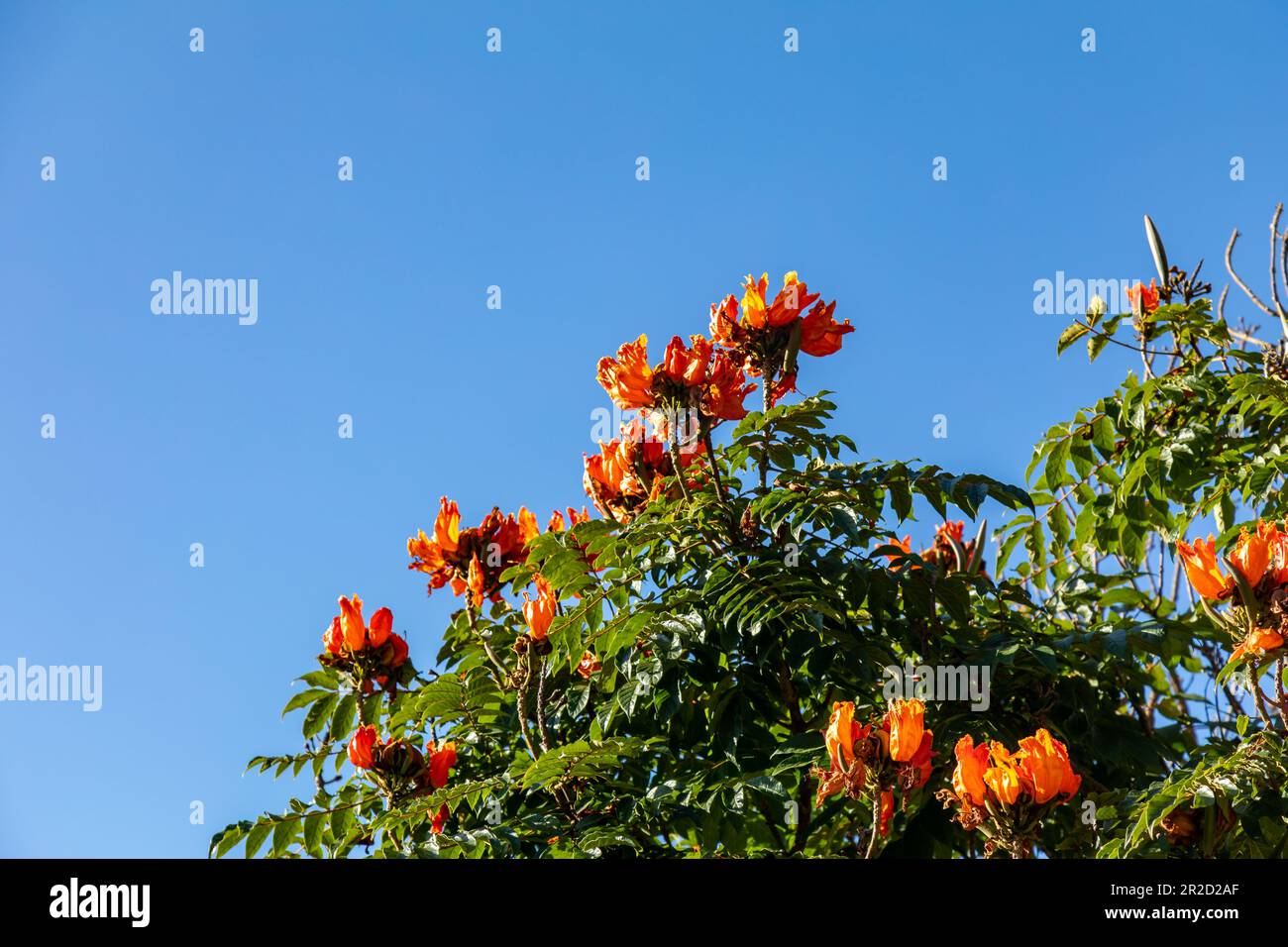 Background scenery with tree in the cerrado biome of Brazil. tree with ...