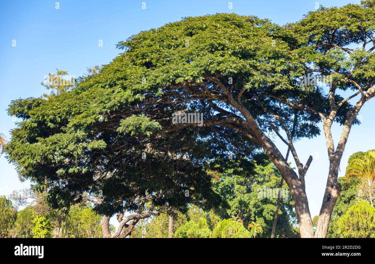 Background scenery with tree in the cerrado biome of Brazil. tree with ...