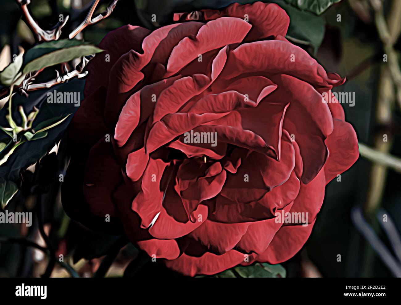 Floral red rose blooms in muted colors and interesting edits for fine ...