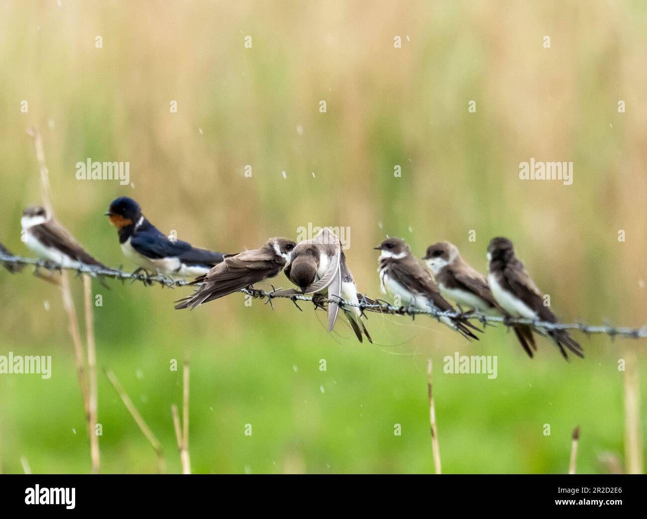 Barn swallow uk sea hi-res stock photography and images - Alamy