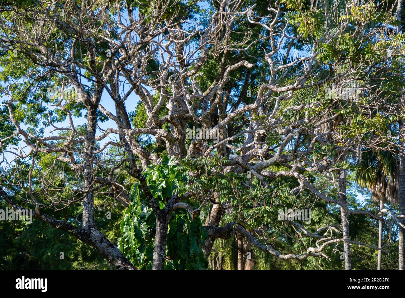Background scenery with tree in the cerrado biome of Brazil. tree with ...