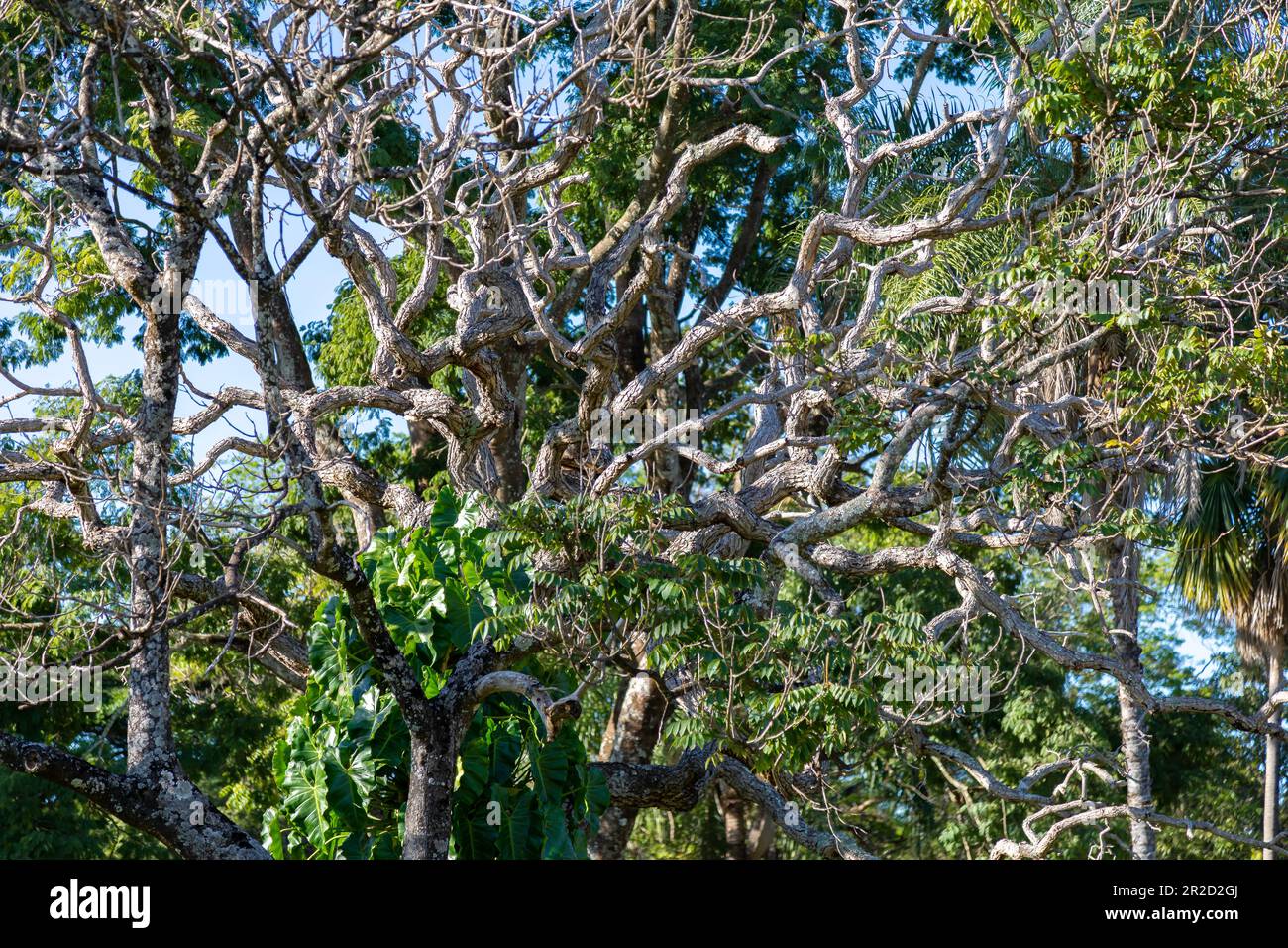 Background scenery with tree in the cerrado biome of Brazil. tree with ...