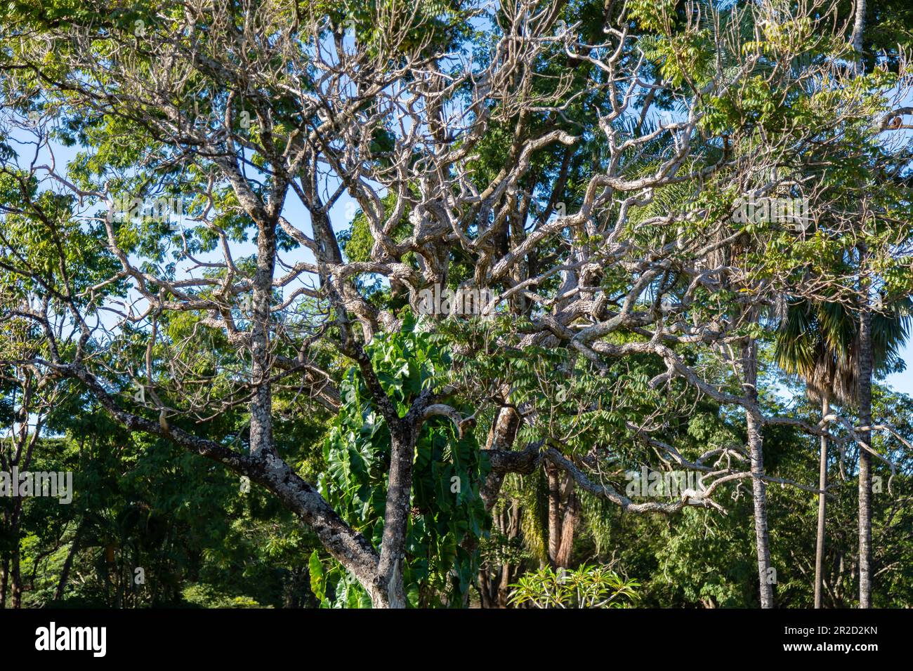 Background scenery with tree in the cerrado biome of Brazil. tree with ...