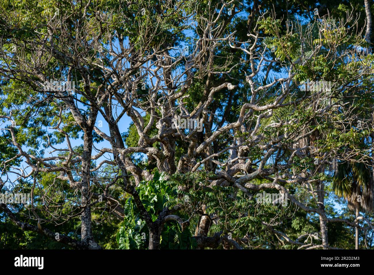 Background scenery with tree in the cerrado biome of Brazil. tree with ...
