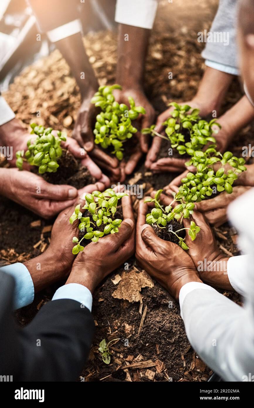 Plants, hands and teamwork of people gardening, agriculture or ...