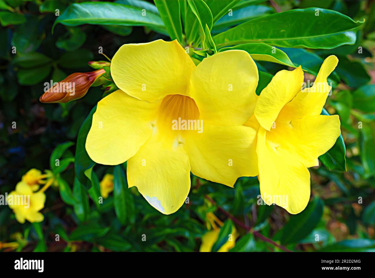 Floral yellow blooms in vivid colors and interesting edits for fine art ...