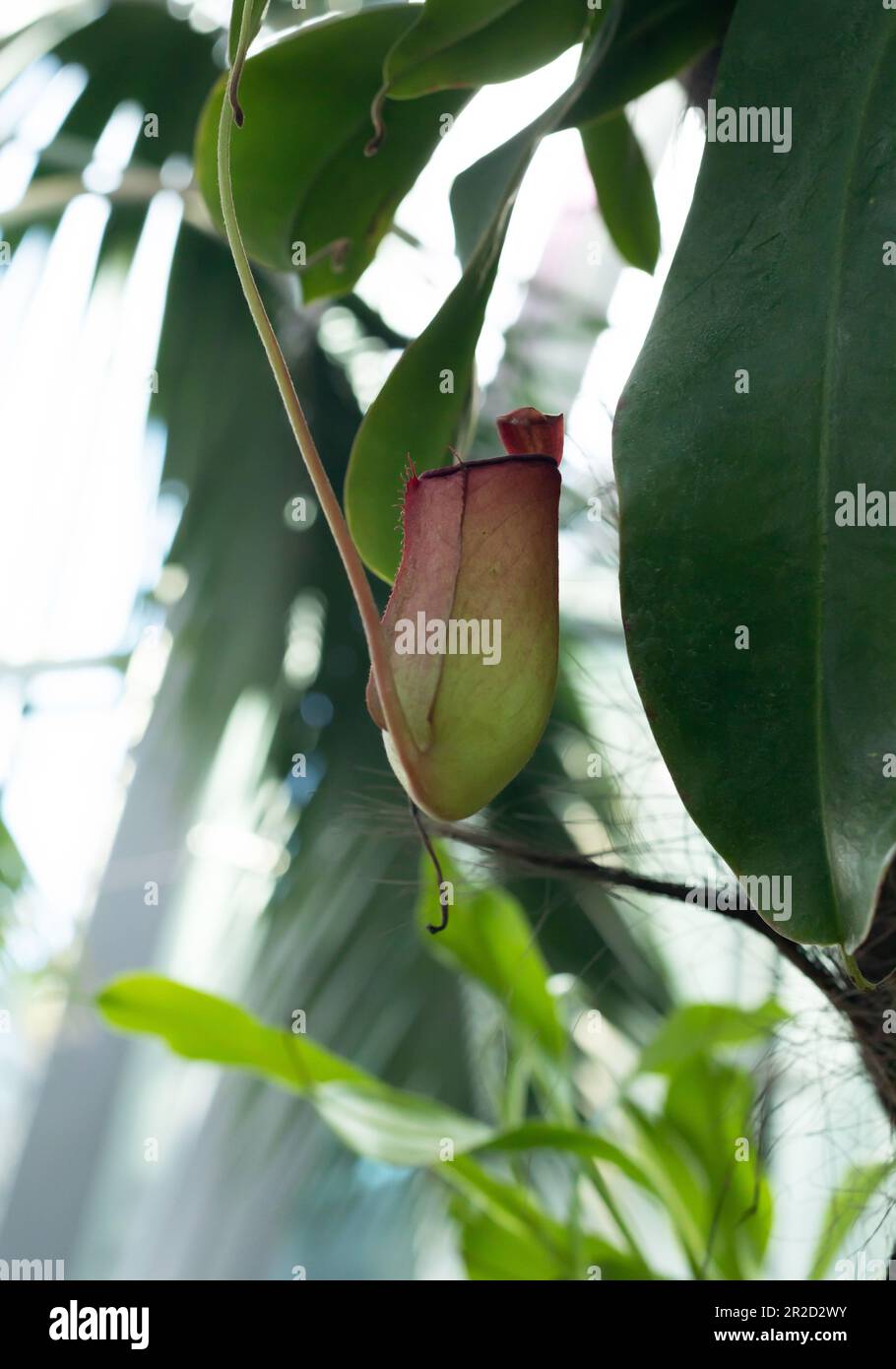 Red Nepenthes Pitcher with green leaves, carnivorous, tropical plant in ...