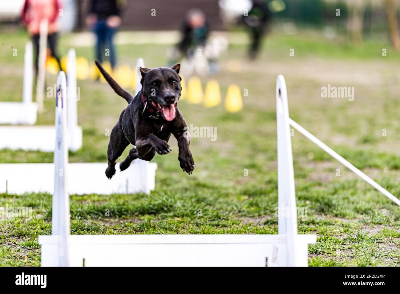 Dogs during fly ball training, very fast and accurate sport for dogs ...