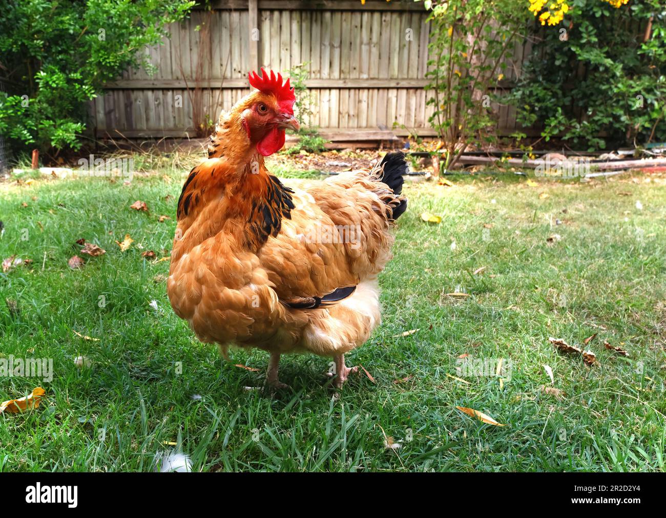 Pictures of chickens, fluffy feathered friends... animals, pets ...