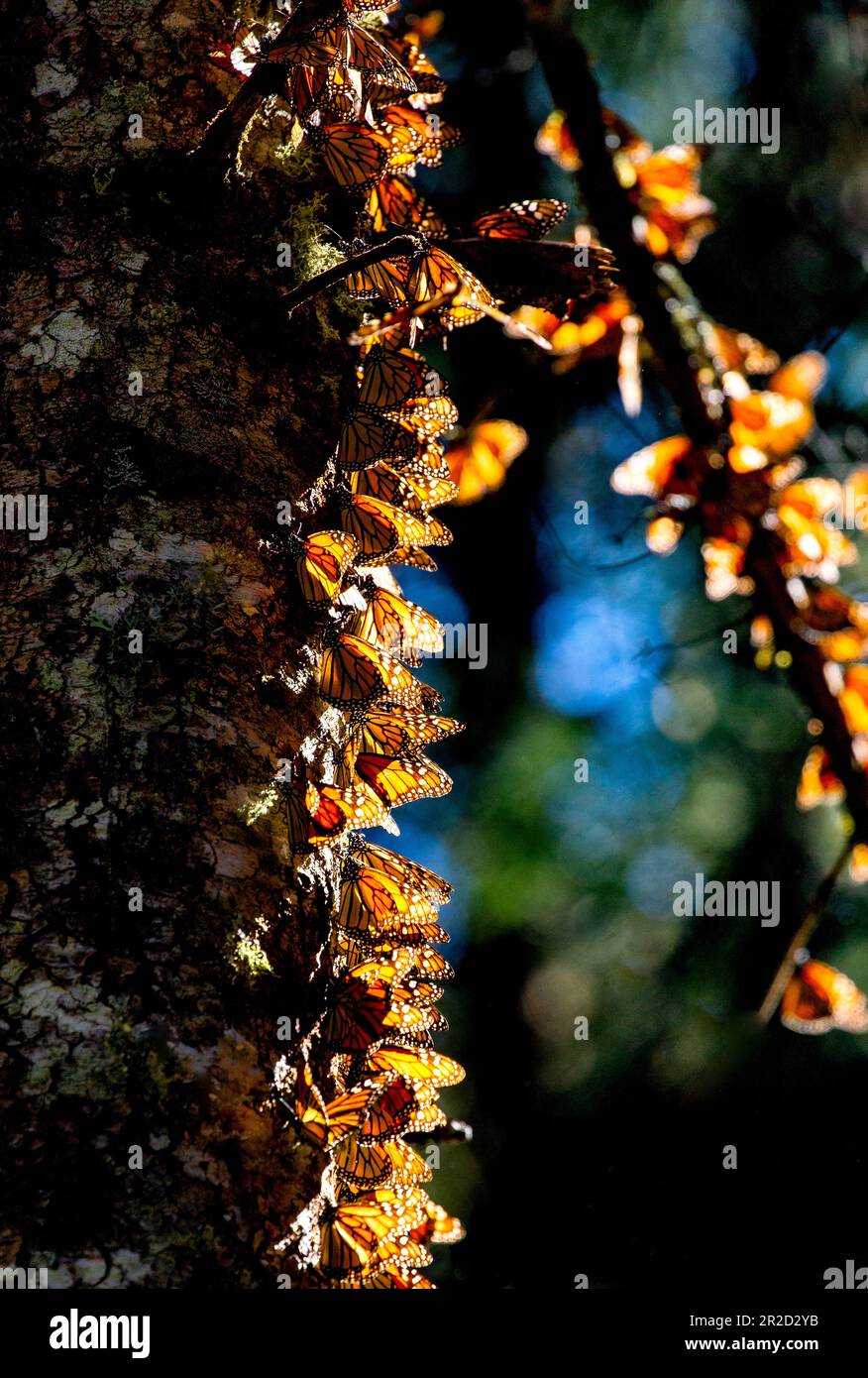 Colony of Monarch butterflies (Danaus plexippus) on a pine trunk in a ...
