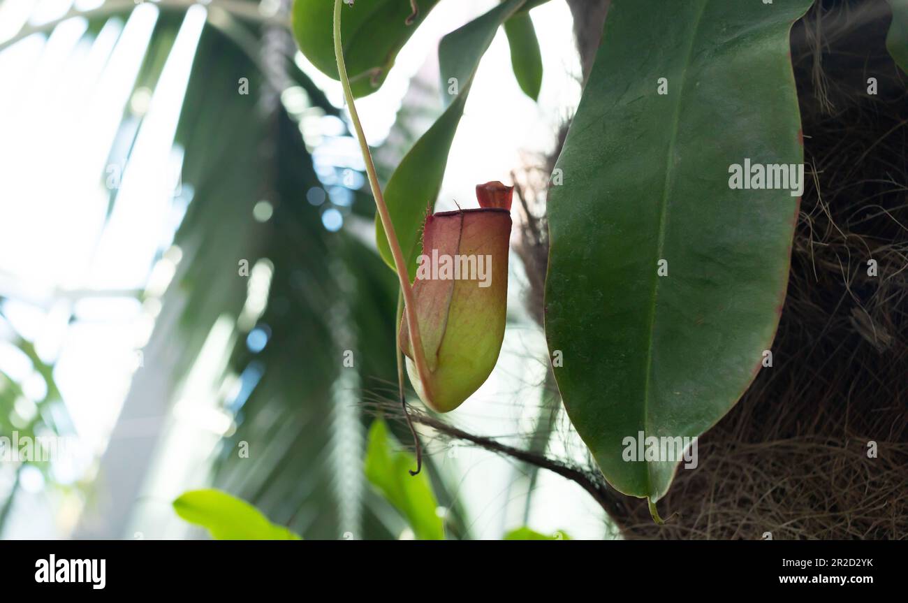 Red Nepenthes Pitcher with green leaves, carnivorous, tropical plant in ...