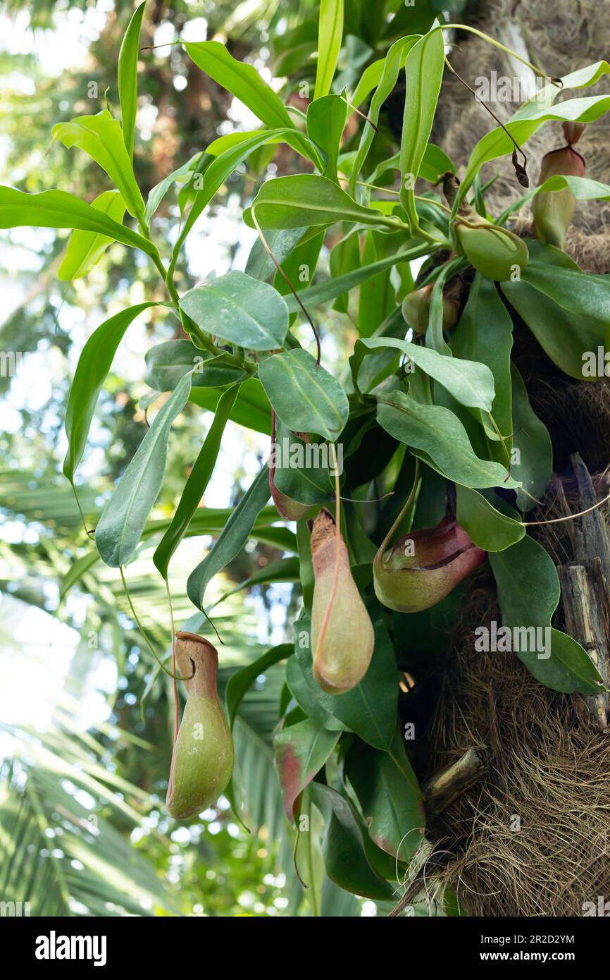 Nepenthes also called monkey cup, carnivorous, tropical pitcher plant ...