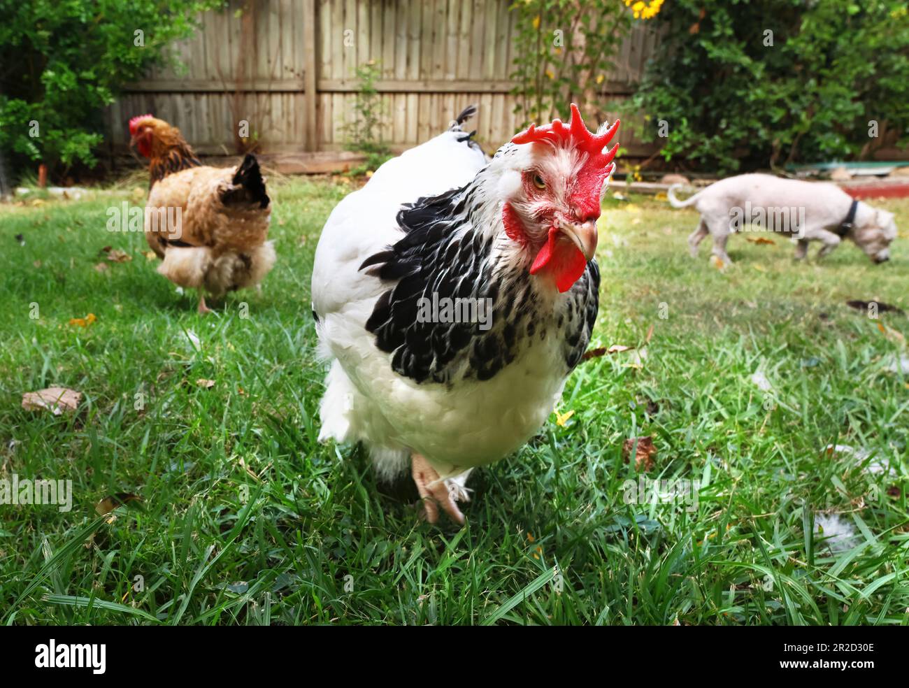 Pictures of chickens, fluffy feathered friends... animals, pets ...