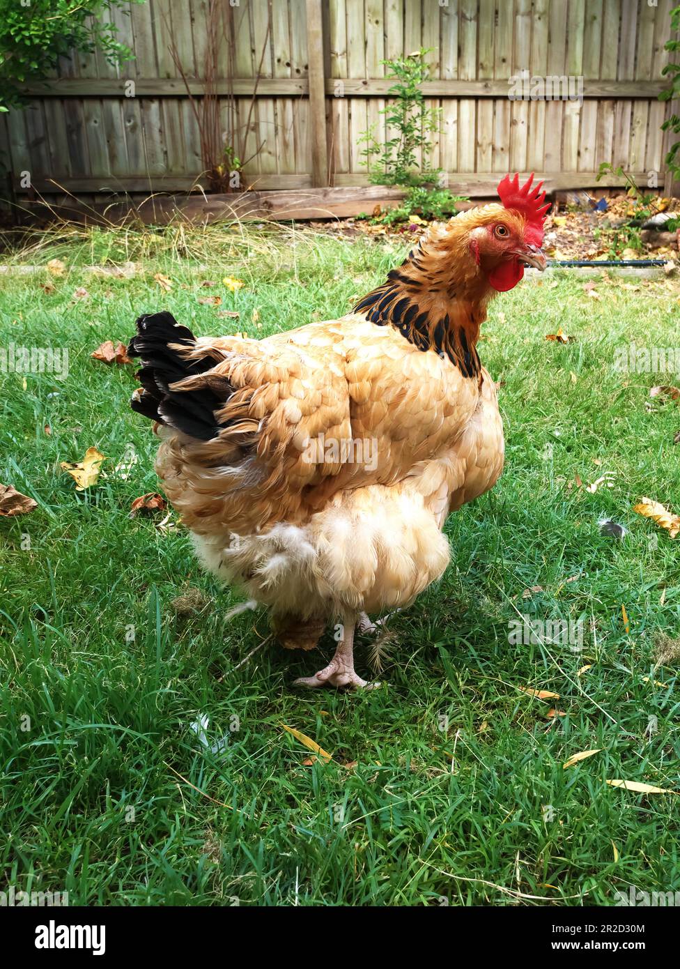 Pictures of chickens, fluffy feathered friends... animals, pets ...