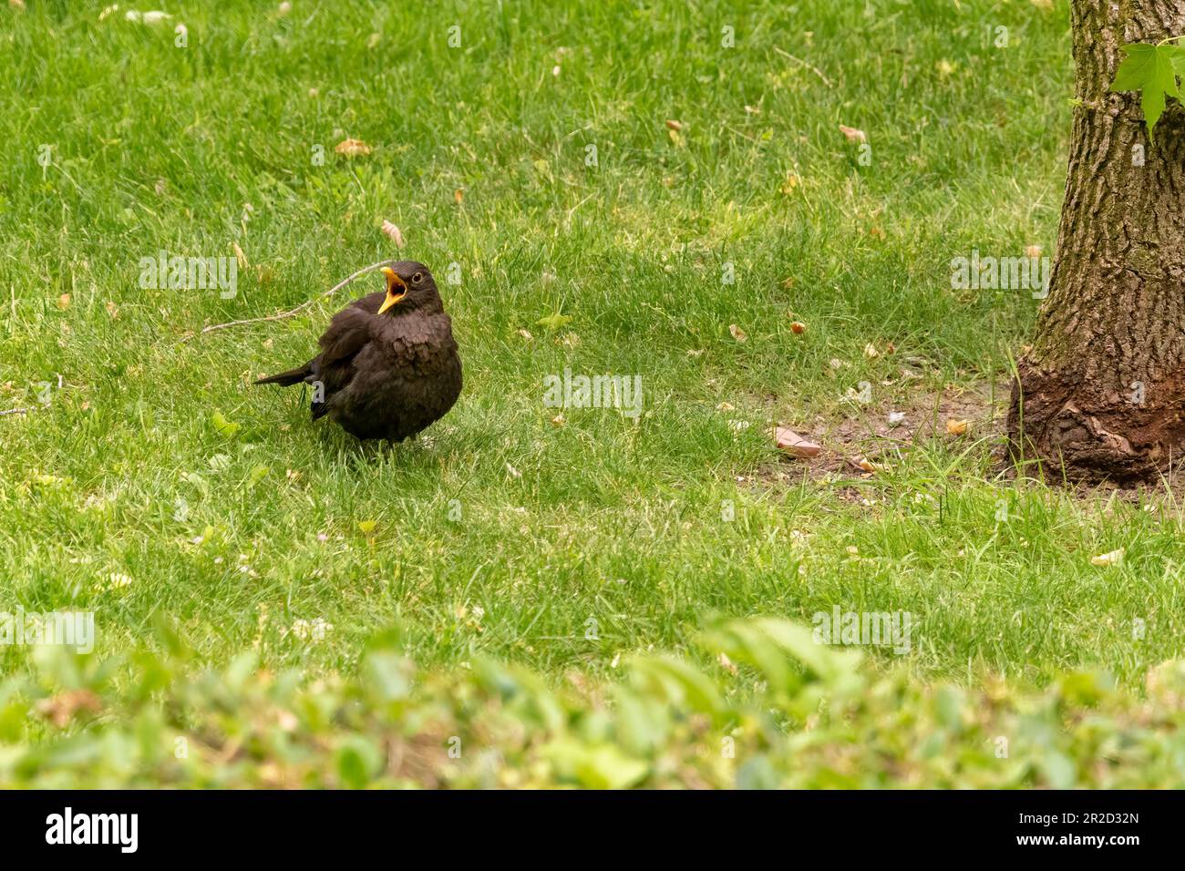 Blackbird (Turdus merula) species of passerine bird chirping with its ...