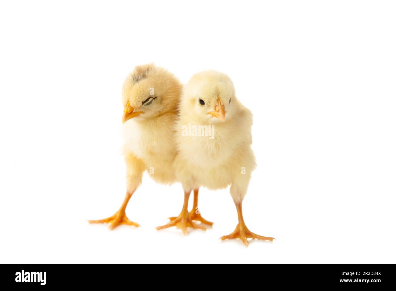 Chicks and chickens hi-res stock photography and images - Alamy