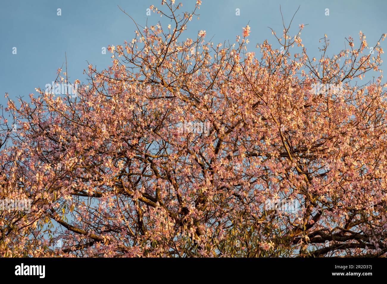 Flower of Ceiba speciosa or Chorisia speciosa pollinating bees in ...