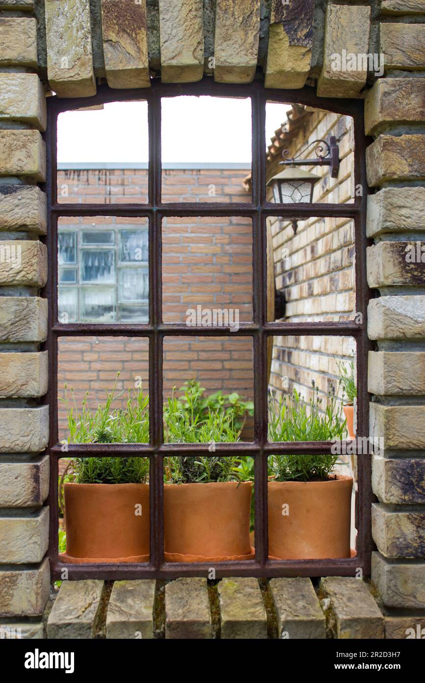 lavender flowers in clay pots - beautiful old window Stock Photo - Alamy