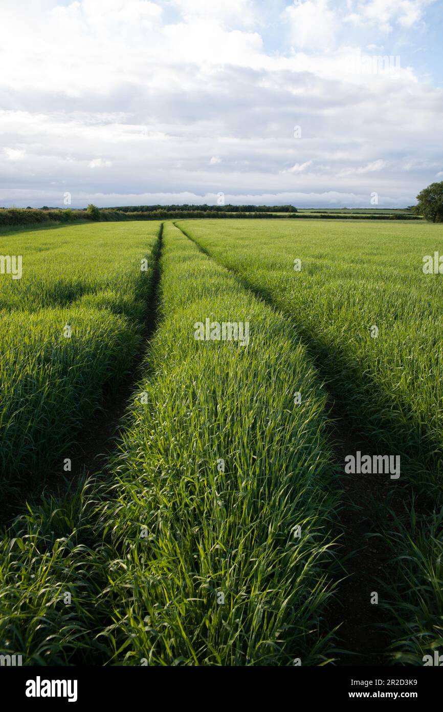 Long green grass hi-res stock photography and images - Alamy