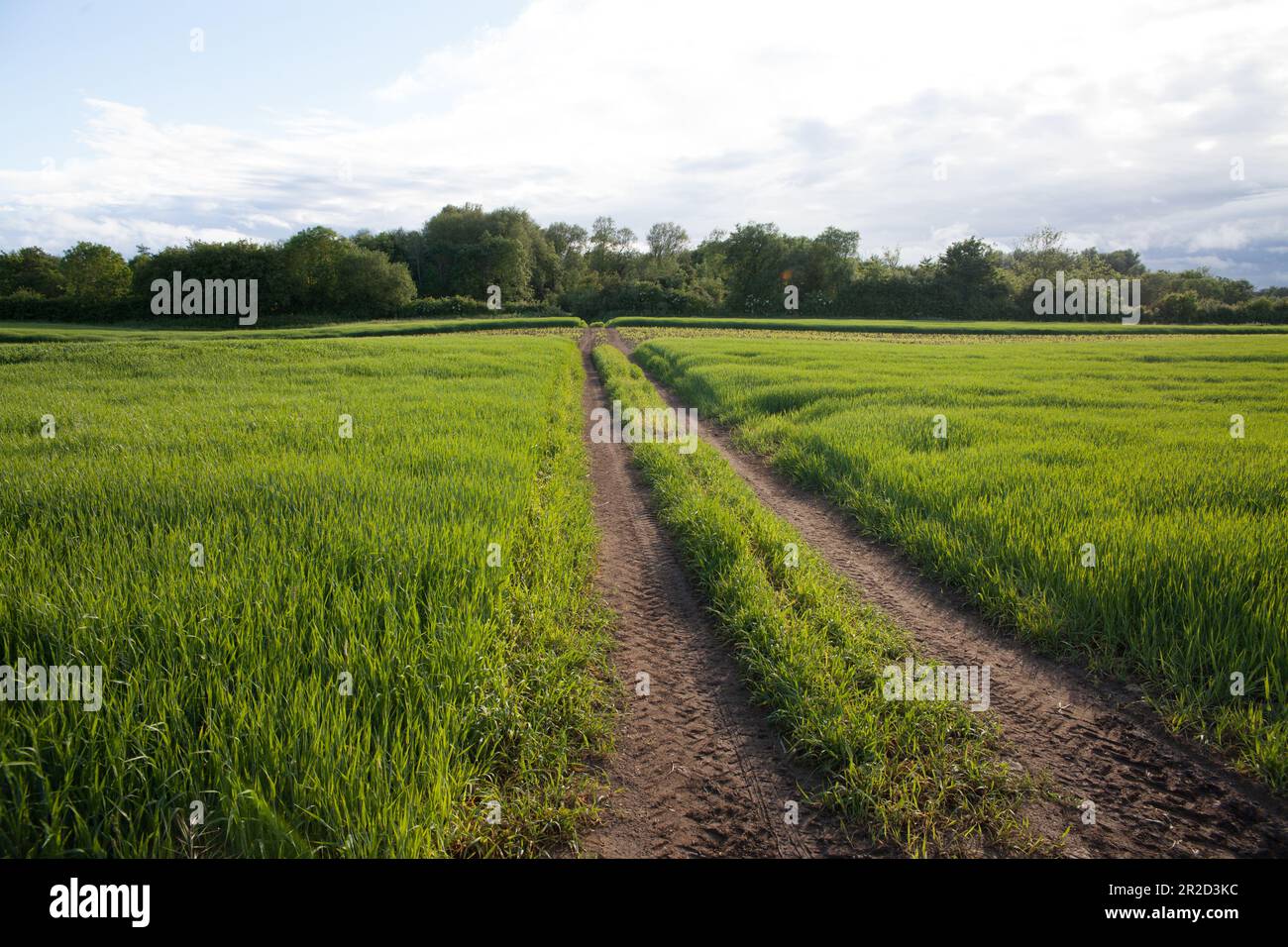 tractor track through the middle of a green grass field with forest ...