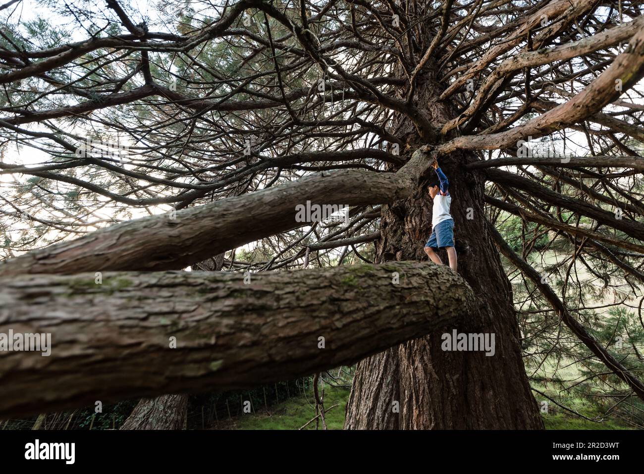 Tween boy standing on a branch on a large tree Stock Photo - Alamy