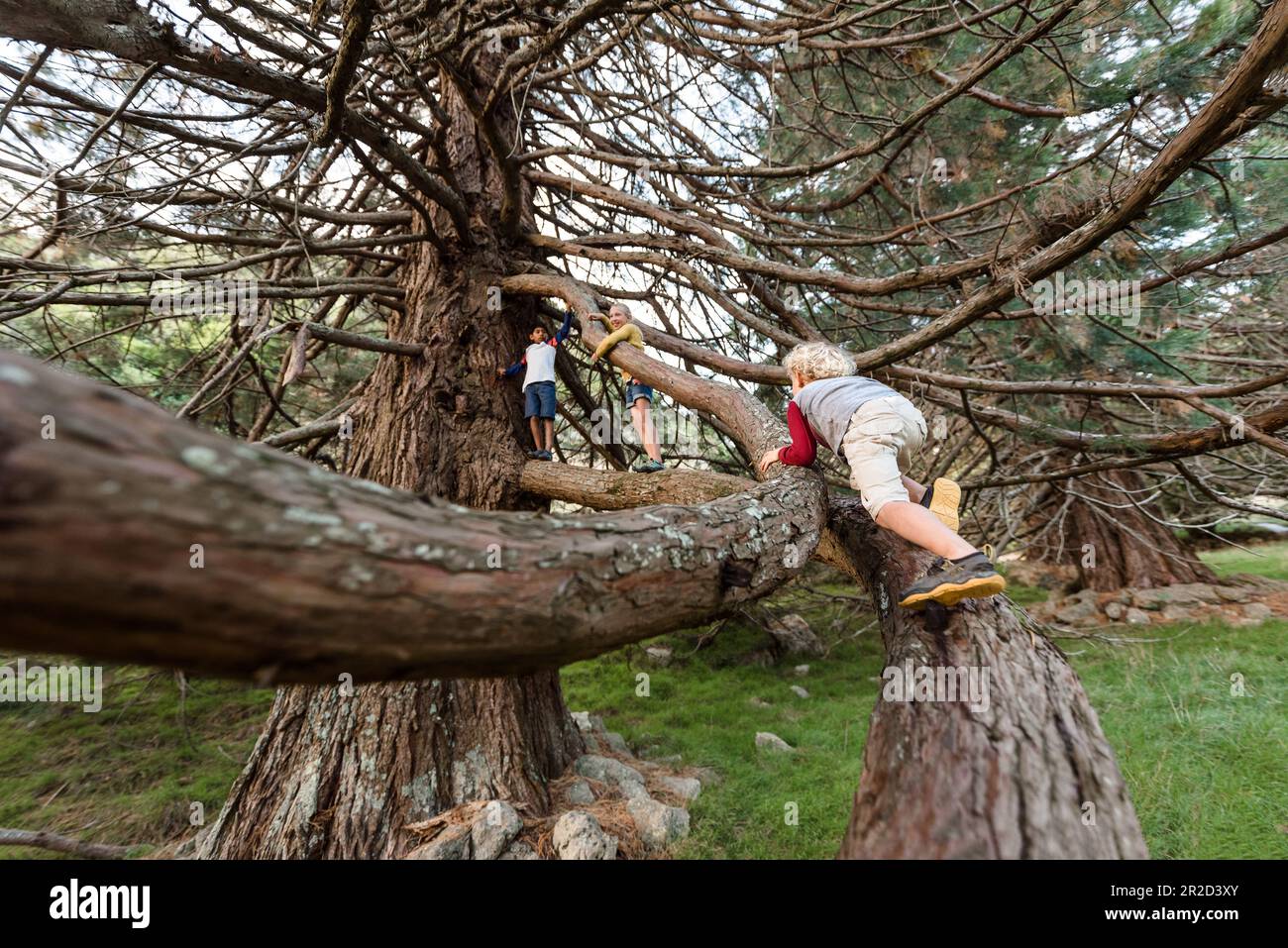 Children climbing a large tree in New Zealand Stock Photo - Alamy