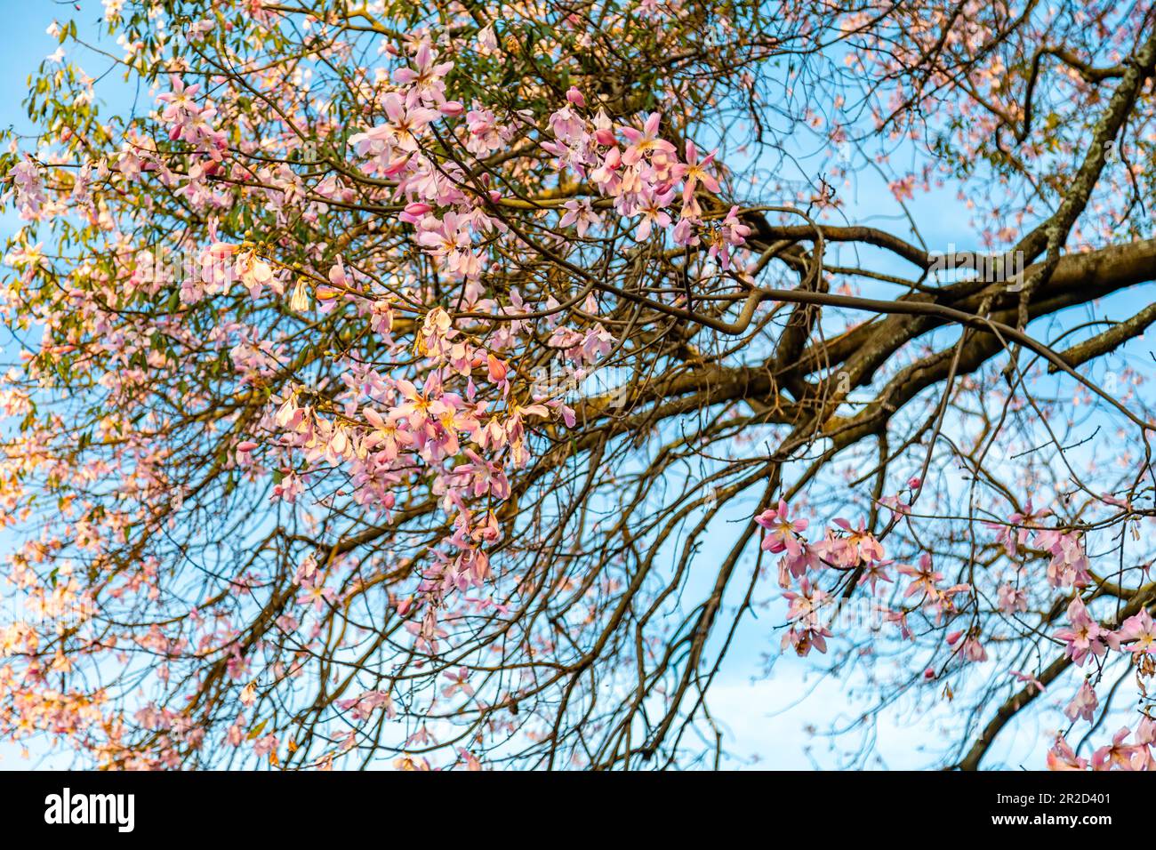 Flower of Ceiba speciosa or Chorisia speciosa pollinating bees in ...