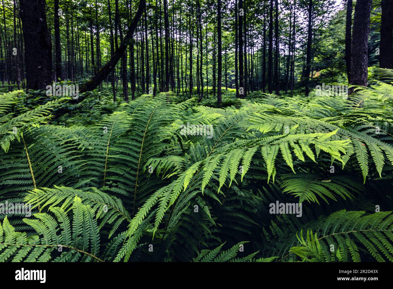 Field of fern in the forest Stock Photo - Alamy