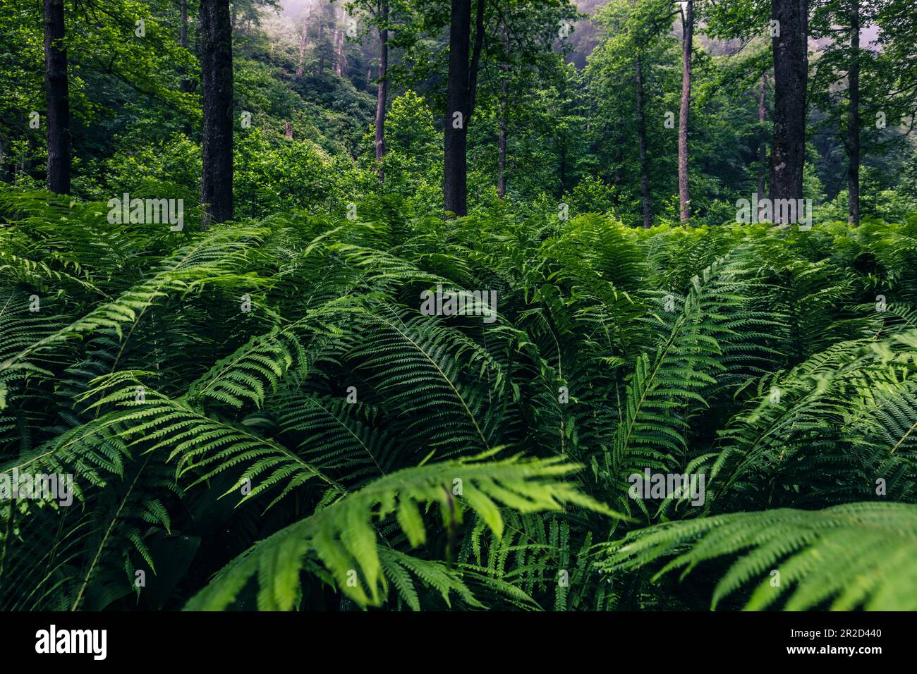 Field of fern in the forest Stock Photo - Alamy