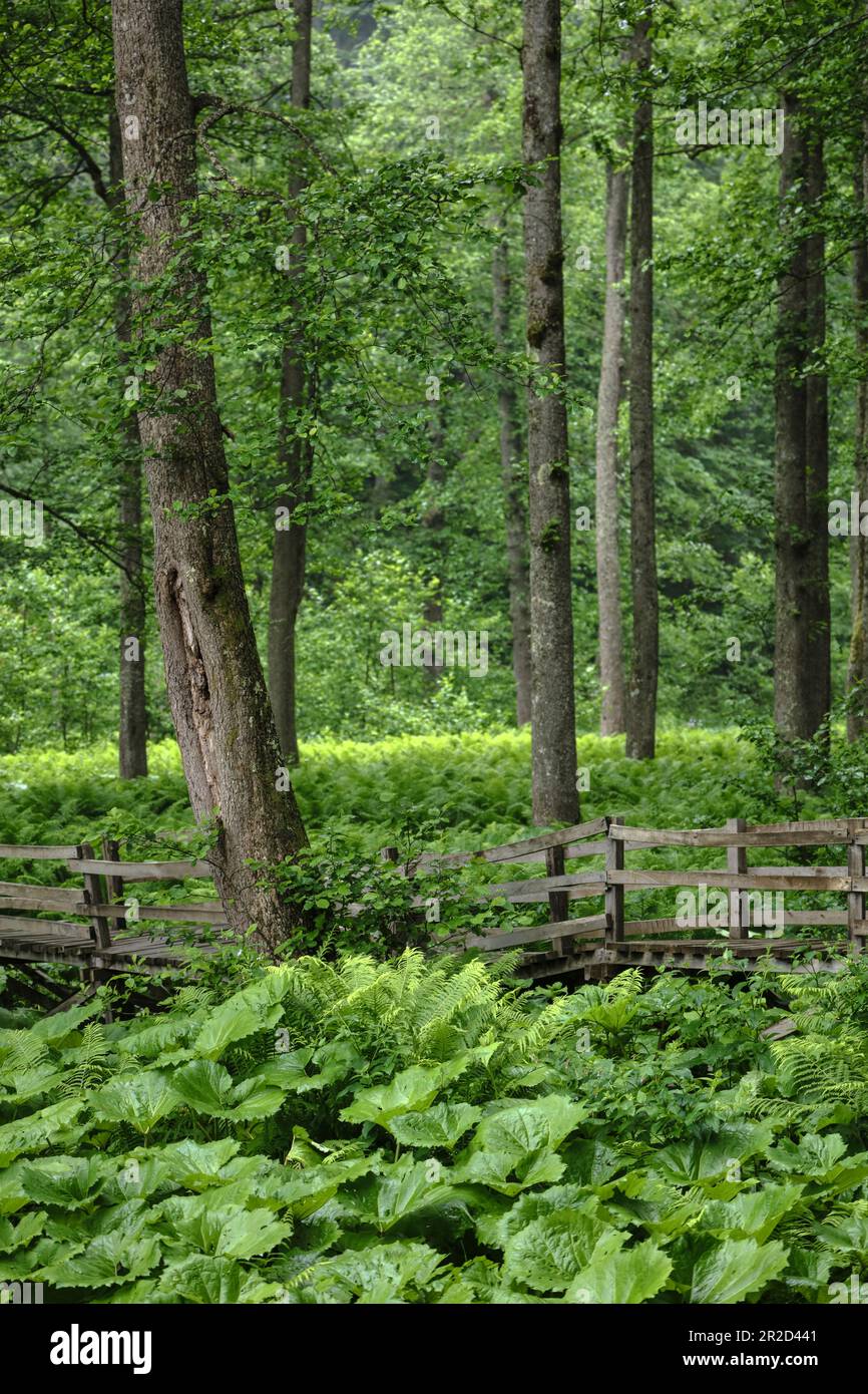 Bridge in the fern Stock Photo - Alamy