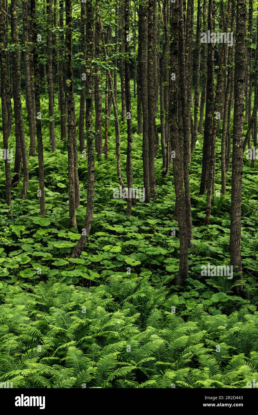 Field of fern in the forest Stock Photo - Alamy