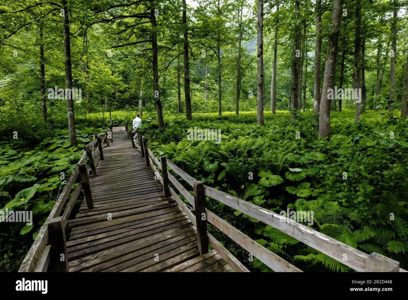 Bridge in the fern Stock Photo - Alamy