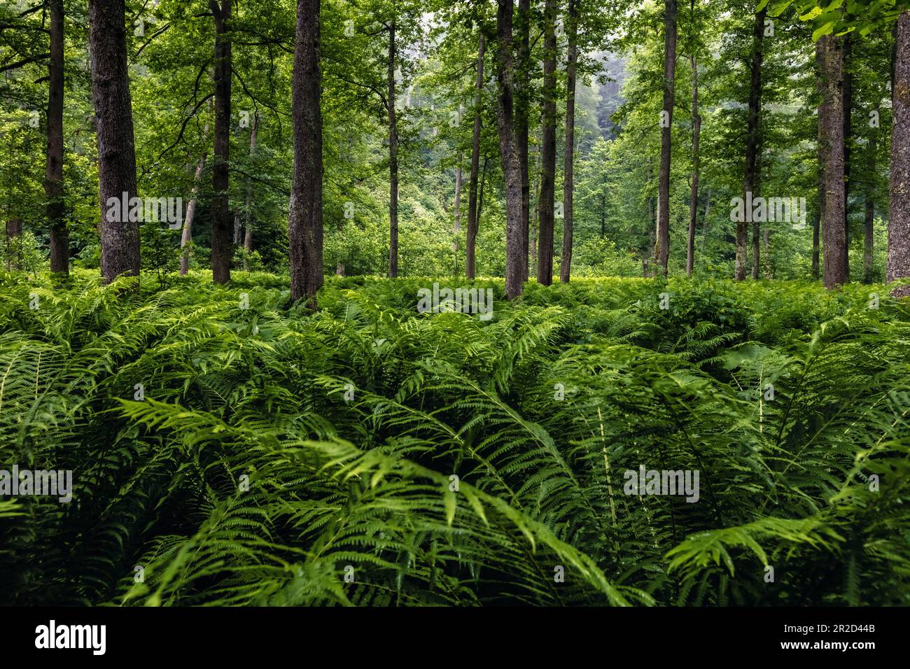 Field of fern in the forest Stock Photo - Alamy