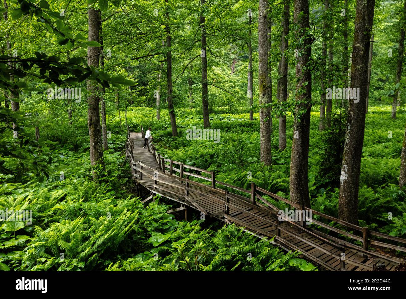 Bridge in the fern Stock Photo - Alamy