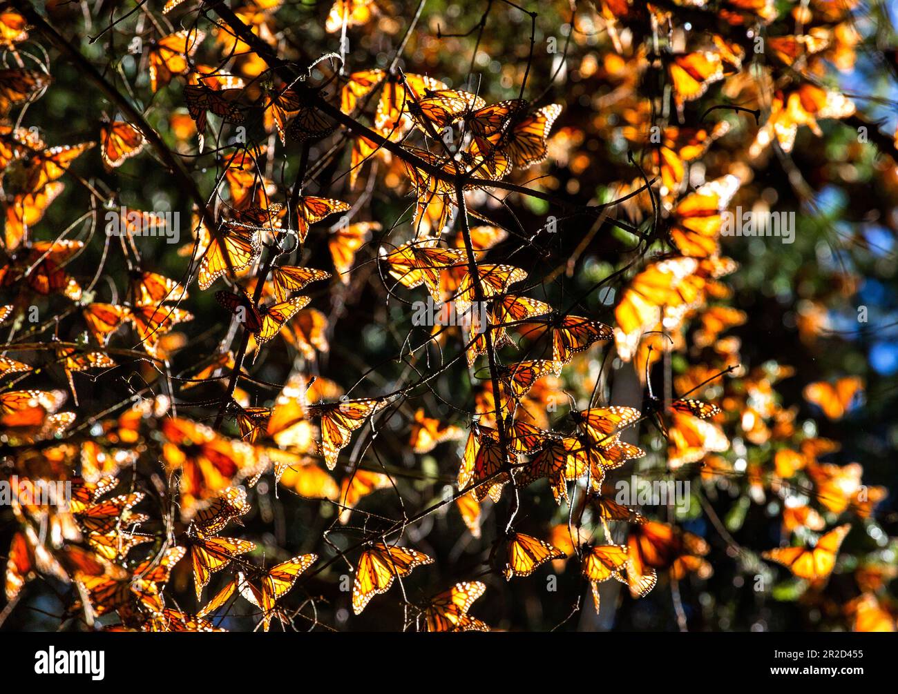 Monarch butterflies (Danaus plexippus) are sitting on branches in the ...