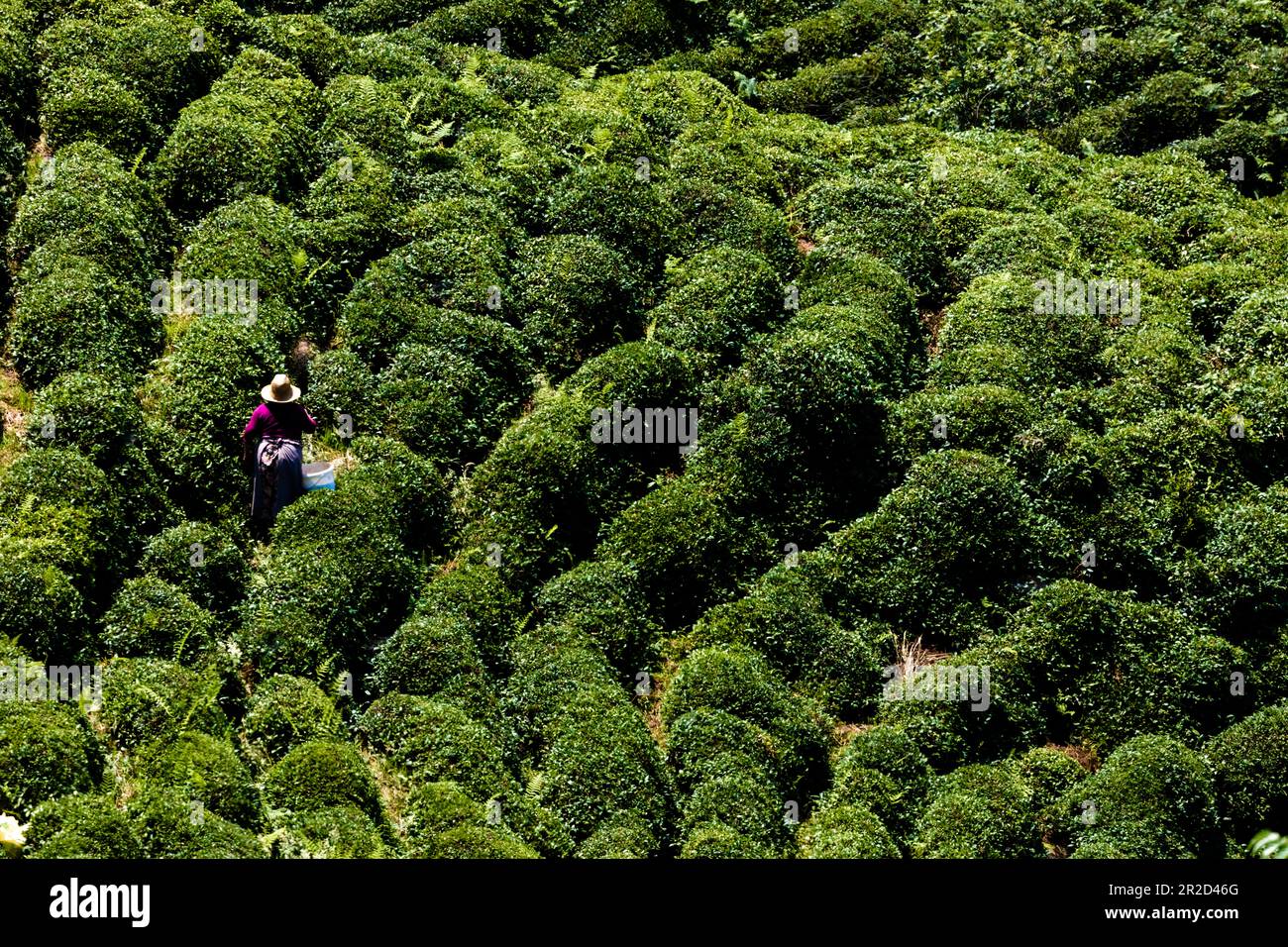 Tea Gardens Of Rize Stock Photo - Alamy