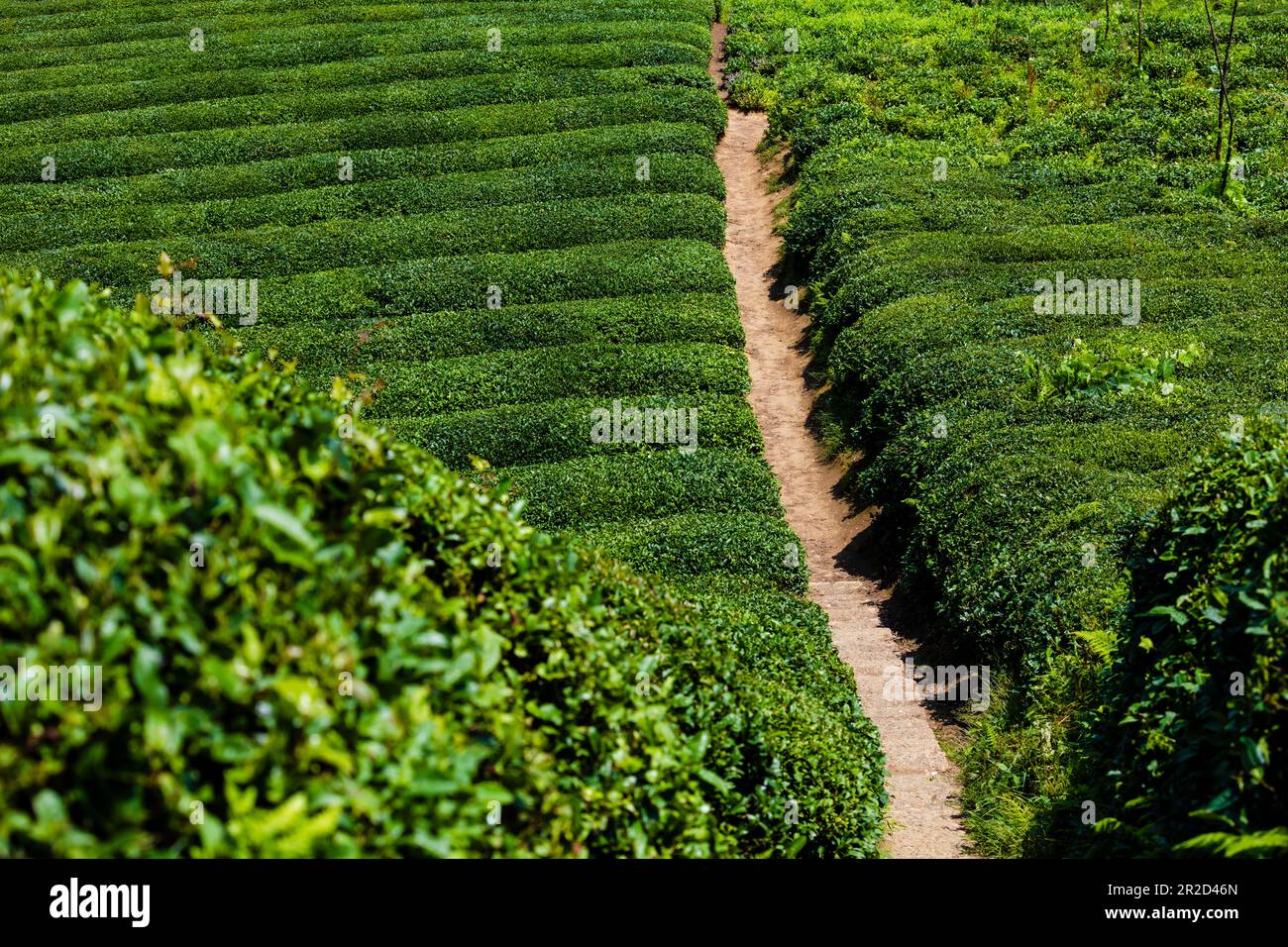 Tea Gardens Of Rize Stock Photo - Alamy