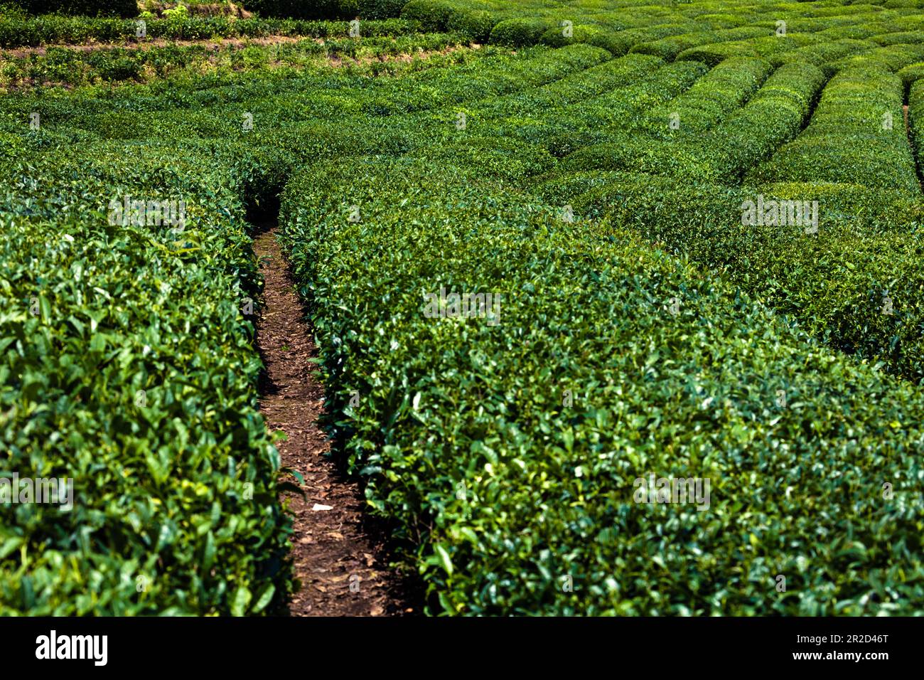 Tea Gardens Of Rize Stock Photo - Alamy