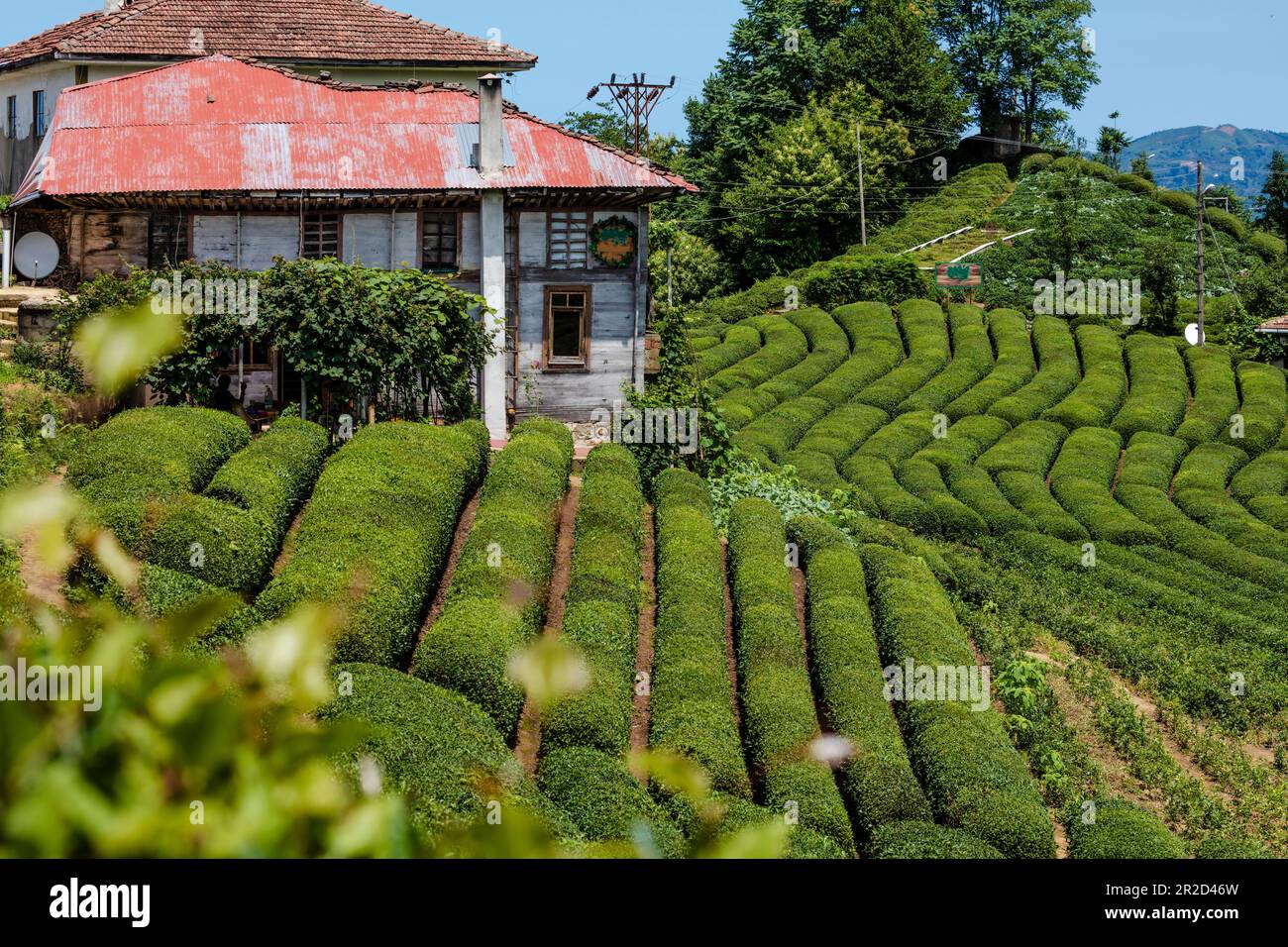 Tea Gardens Of Rize Stock Photo - Alamy