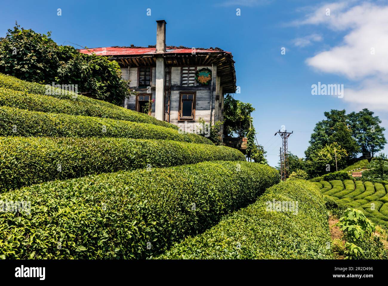 Tea Gardens Of Rize Stock Photo - Alamy