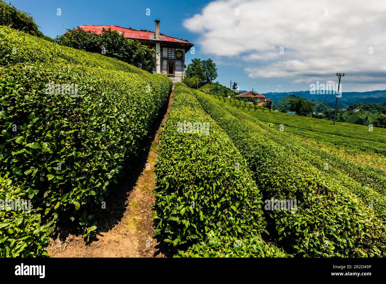 Tea Gardens Of Rize Stock Photo - Alamy