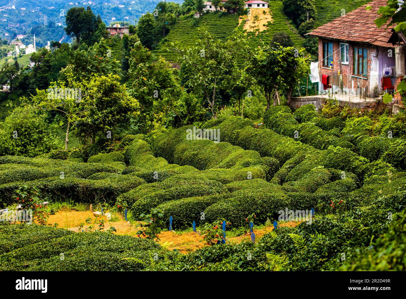Tea Gardens Of Rize Stock Photo - Alamy